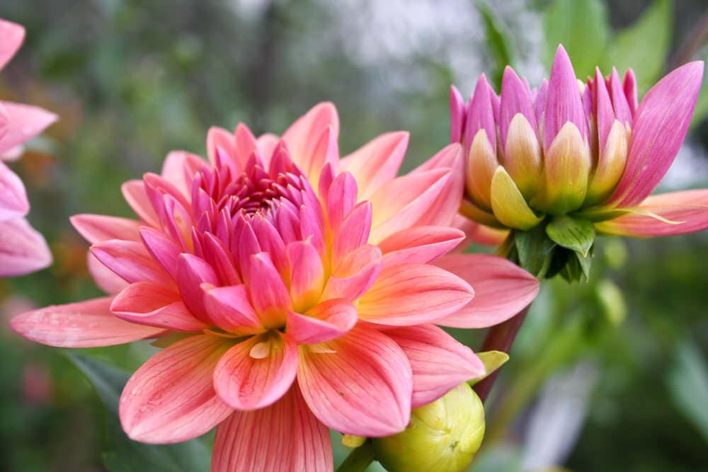 Dahlien – so bleiben Sie lange schön Dahlien – so bleiben Sie lange schön